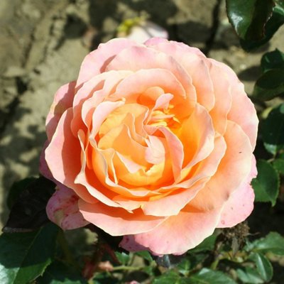 Plants - Groves Nurseries & Garden Centre