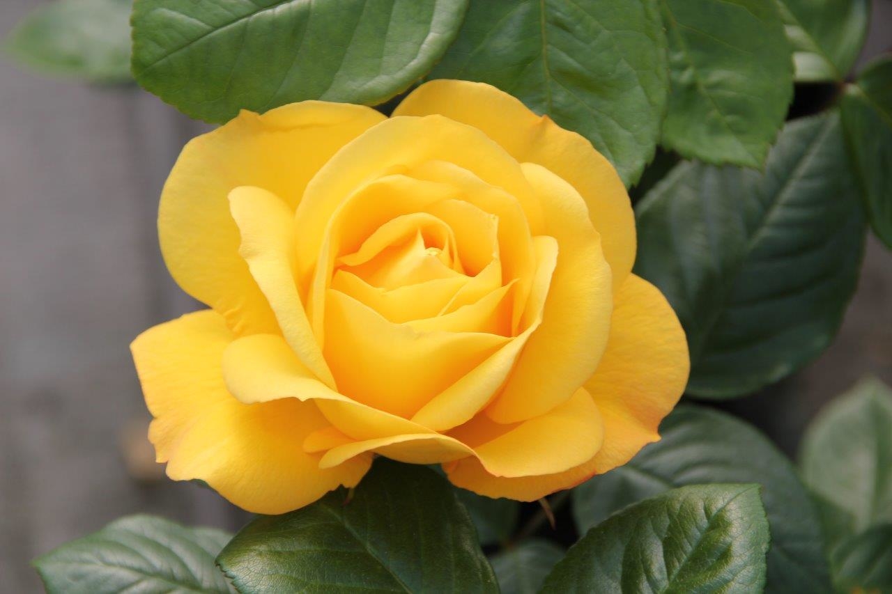 Floribunda Rose Arthur Bell - Groves Nurseries & Garden Centre