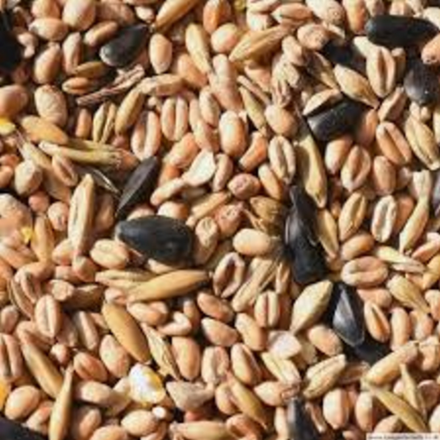 Wild Bird Seed 20kg - Groves Nurseries & Garden Centre