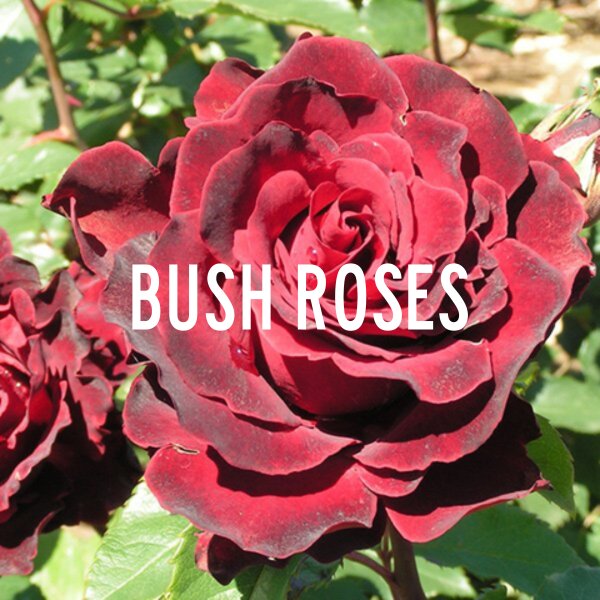 Bush Roses - Groves Nurseries & Garden Centre