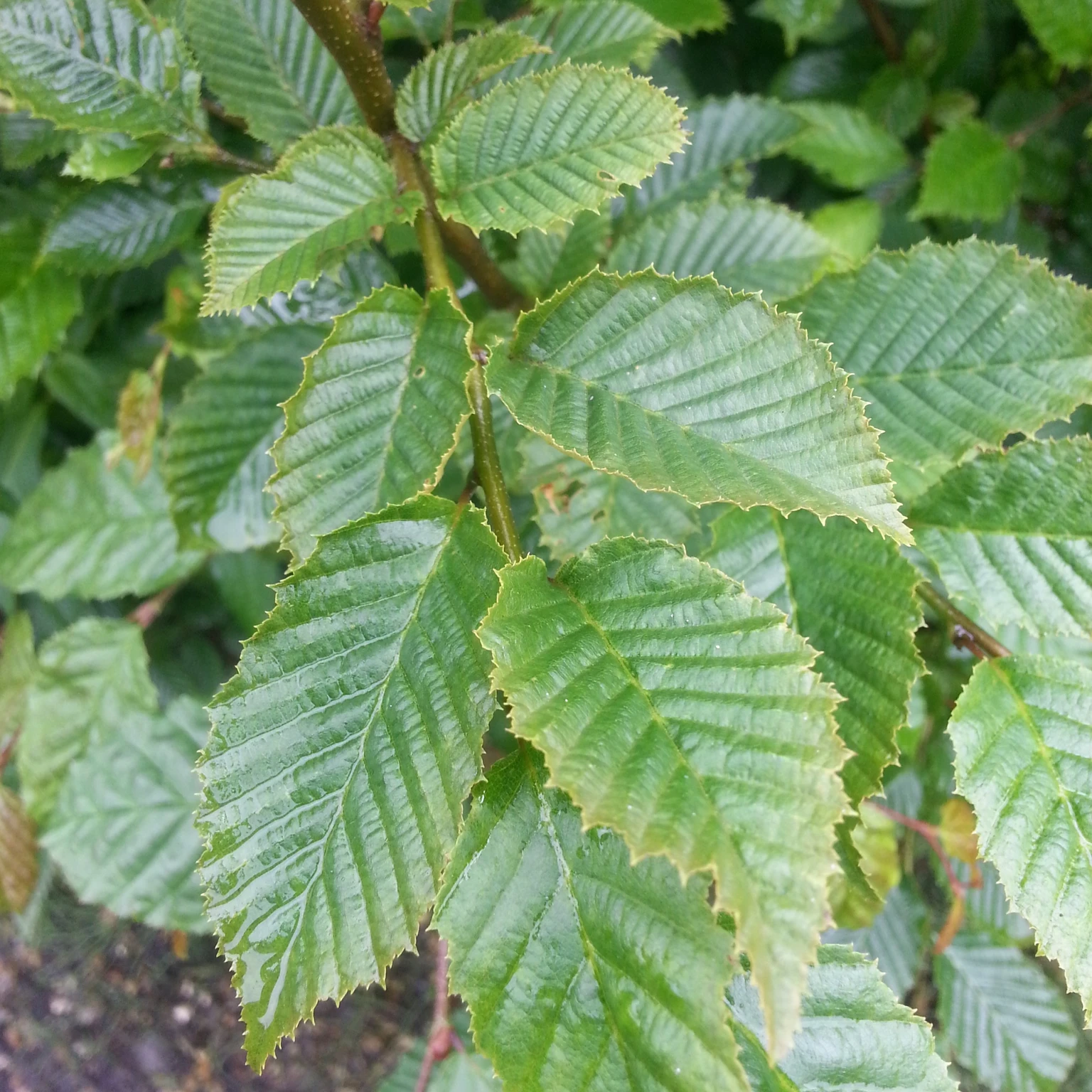 Carpinus betulus AGM - Groves Nurseries & Garden Centre