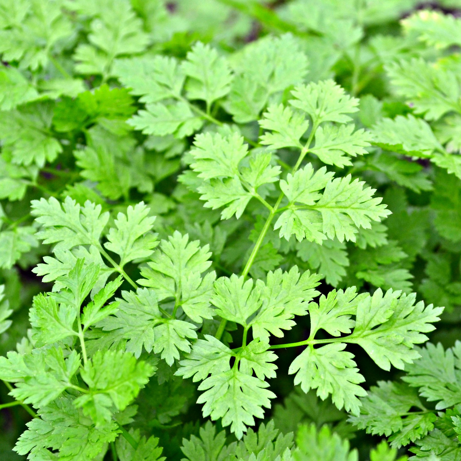 Chervil Herb 12cm - Groves Nurseries & Garden Centre