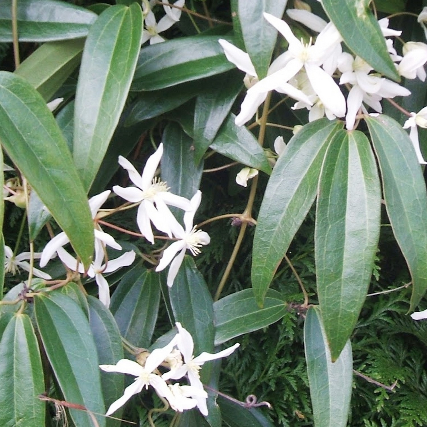 Clematis armandii - Groves Nurseries & Garden Centre