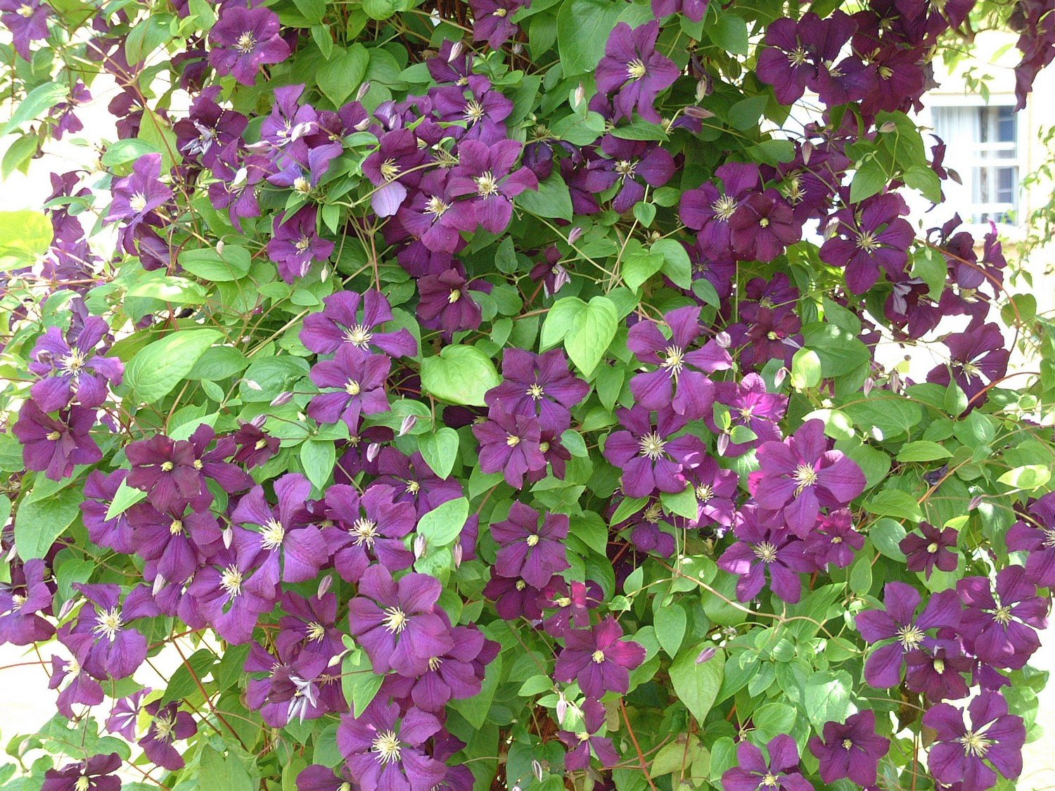 Clematis Viticella Etoile Violette Groves Nurseries Garden Centre Clematis Viticella Etoile Violette Groves Nurseries Garden Centre