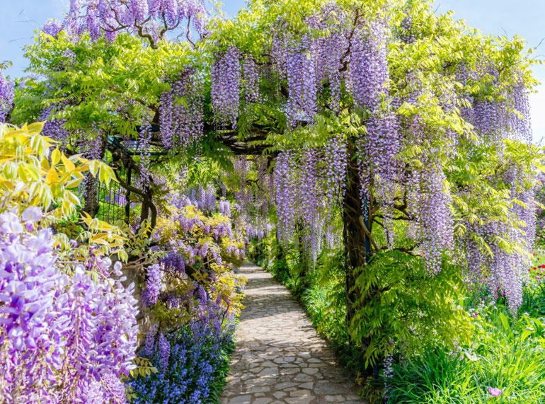 Climbing Plants - Groves Nurseries & Garden Centre