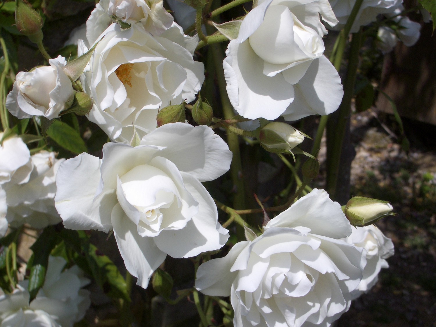 Climbing Rose Iceberg - Groves Nurseries & Garden Centre