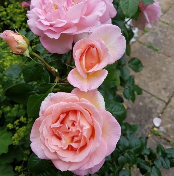 Climbing Rose Sweet Syrie - Groves Nurseries & Garden Centre