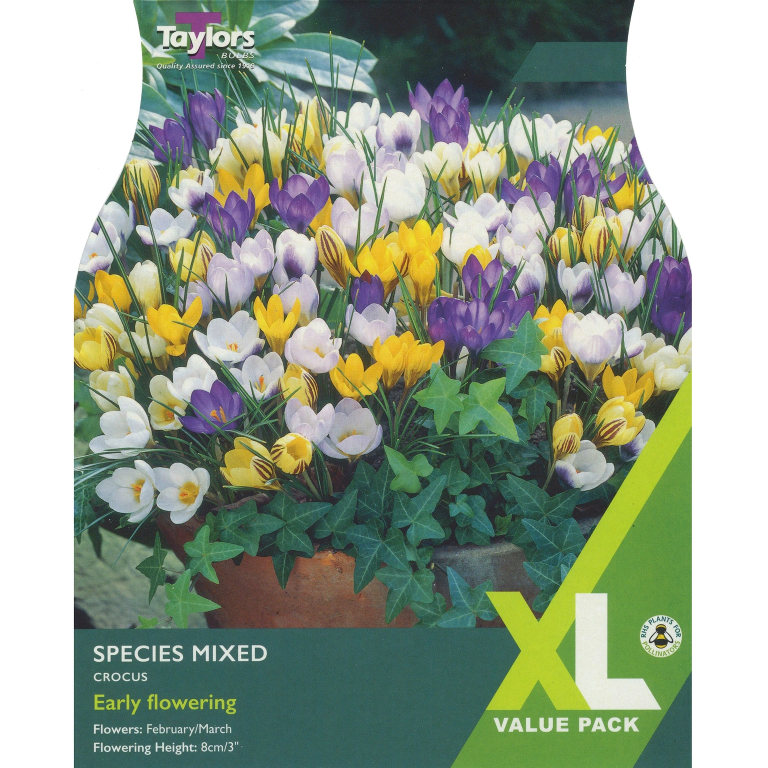 Taylors XL Crocus Mixed Species - Groves Nurseries & Garden Centre
