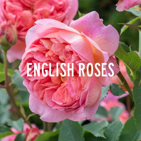 English Roses - Groves Nurseries & Garden Centre