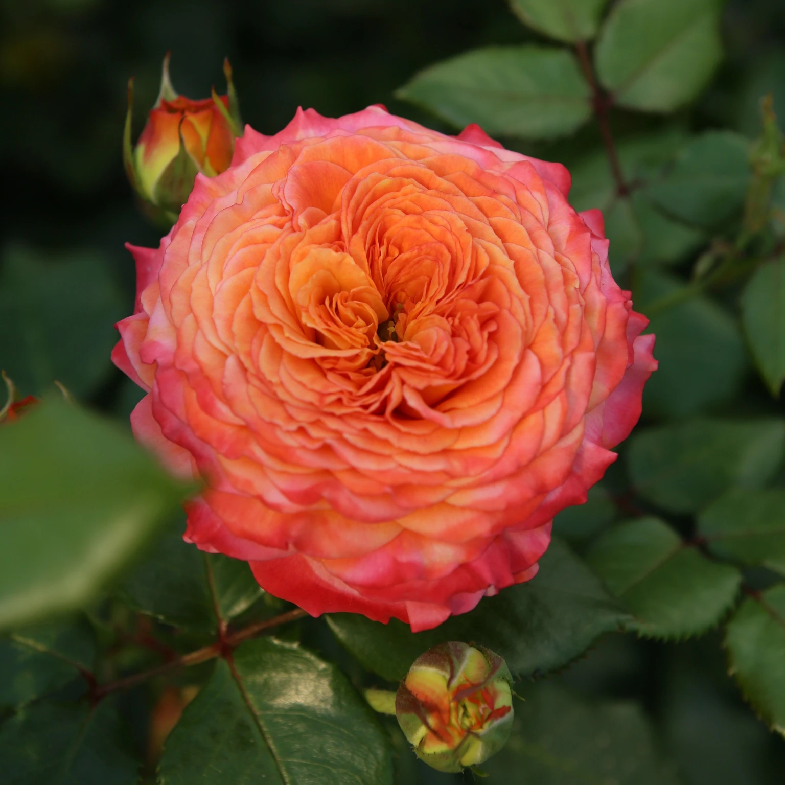 Floribunda Rose Meteor - Groves Nurseries & Garden Centre