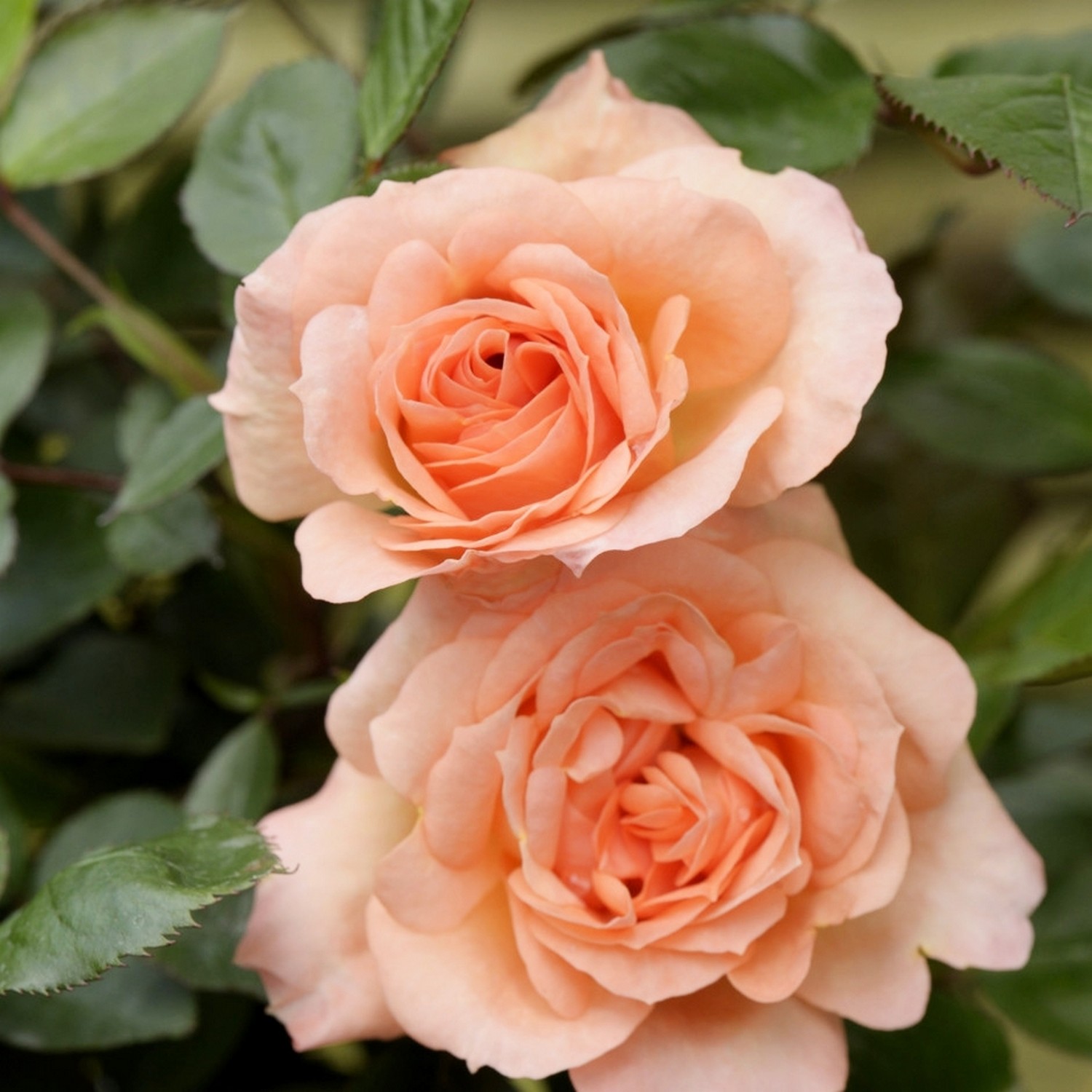 Patio Rose Genesis - Groves Nurseries & Garden Centre