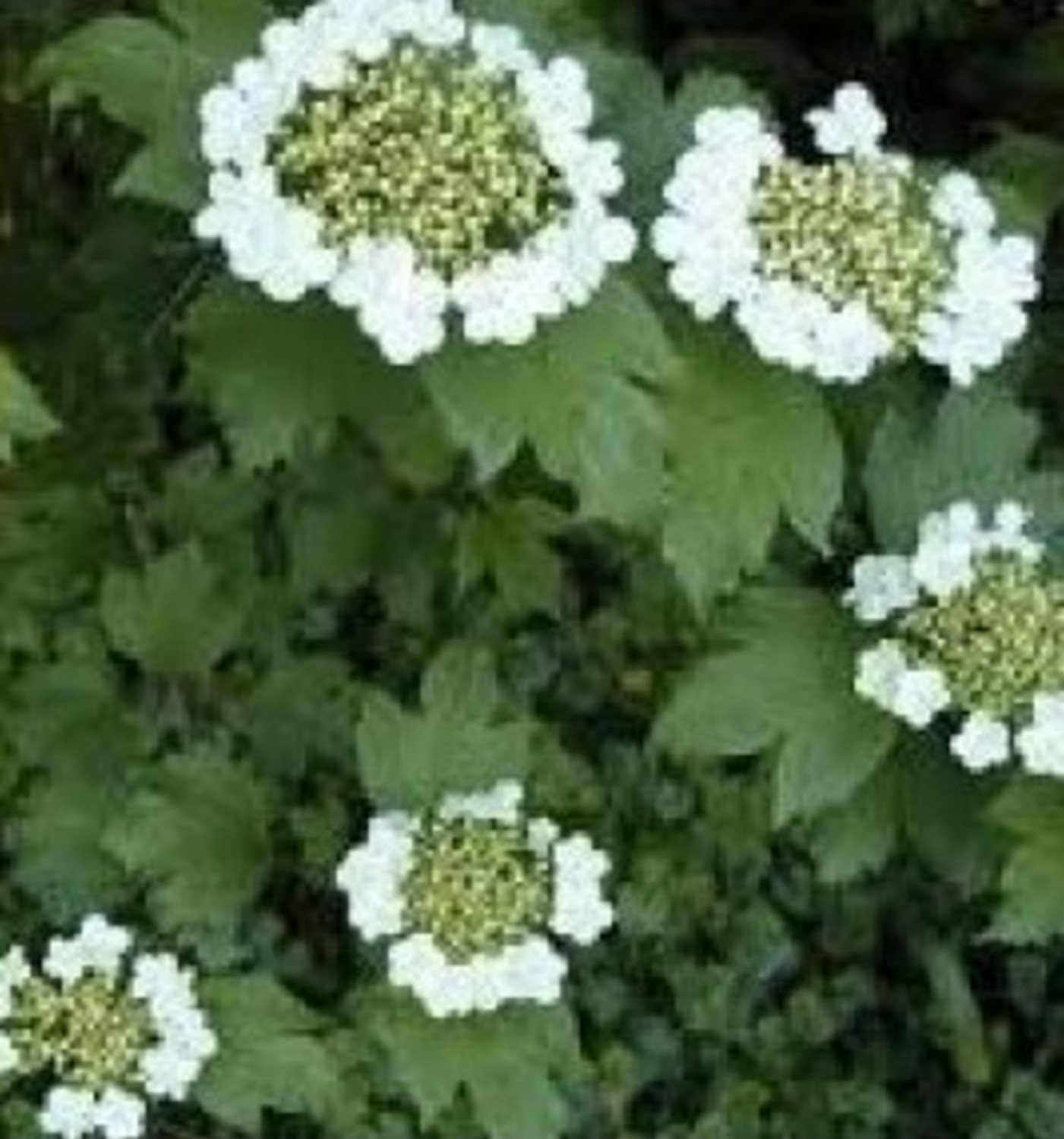 Guelder Rose - Groves Nurseries & Garden Centre