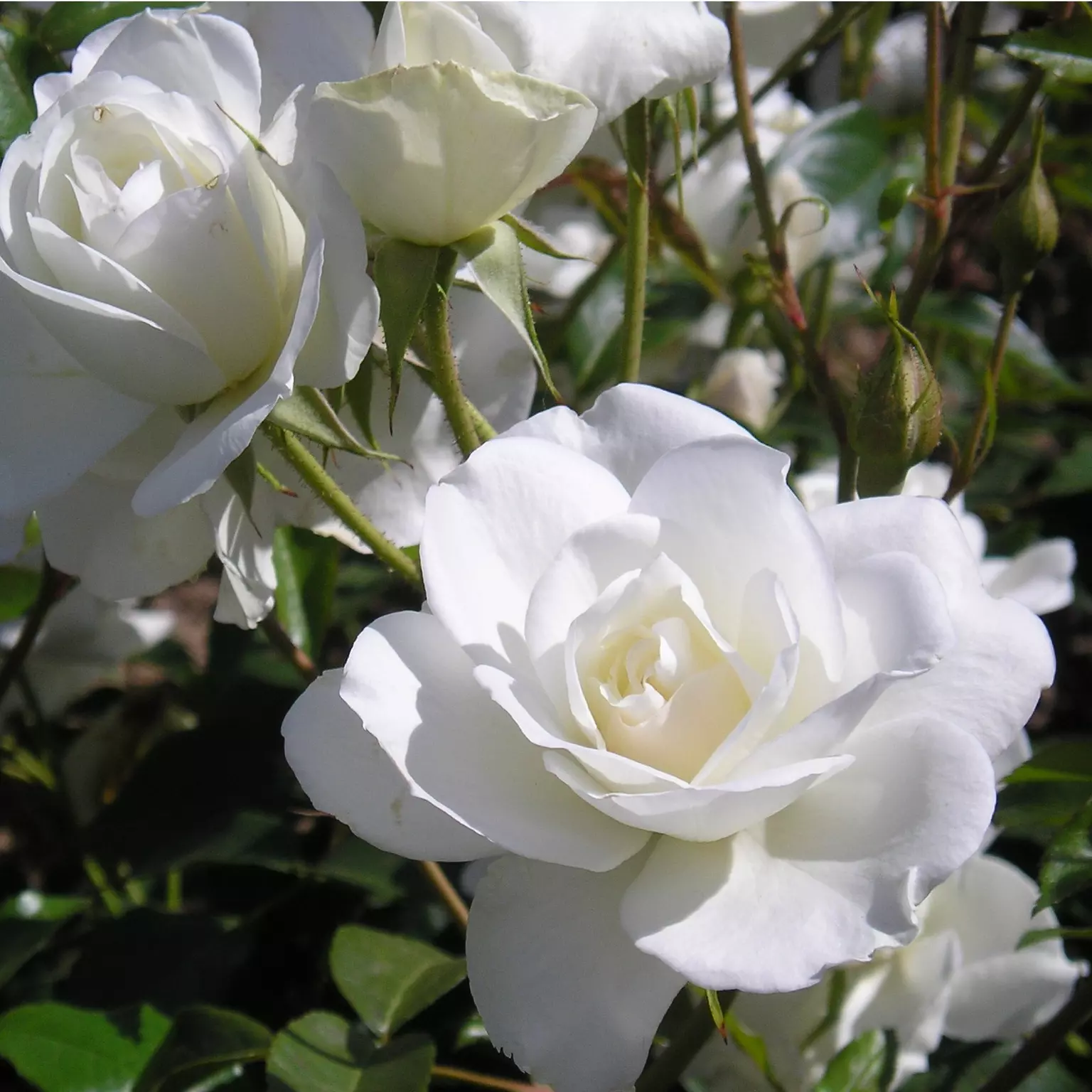 Standard Rose Iceberg - Groves Nurseries & Garden Centre