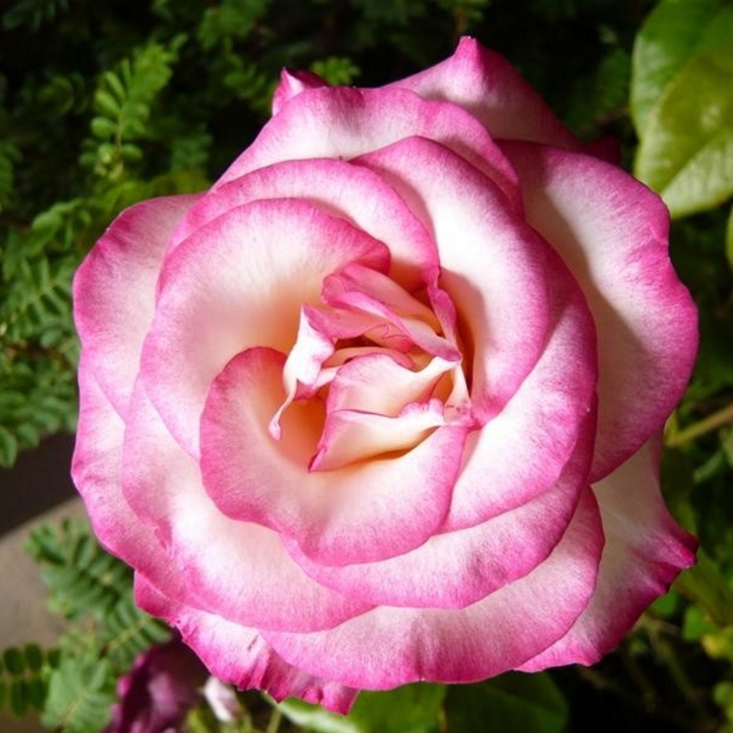 Climbing Rose Handel - Groves Nurseries & Garden Centre