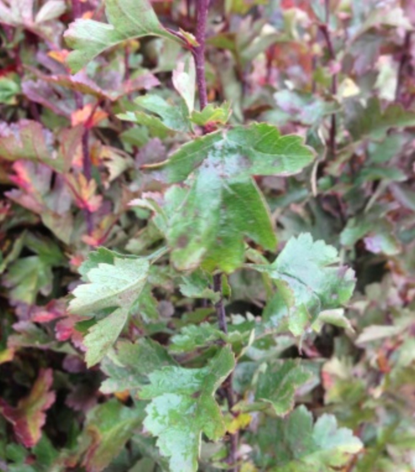 Hawthorn - Groves Nurseries & Garden Centre