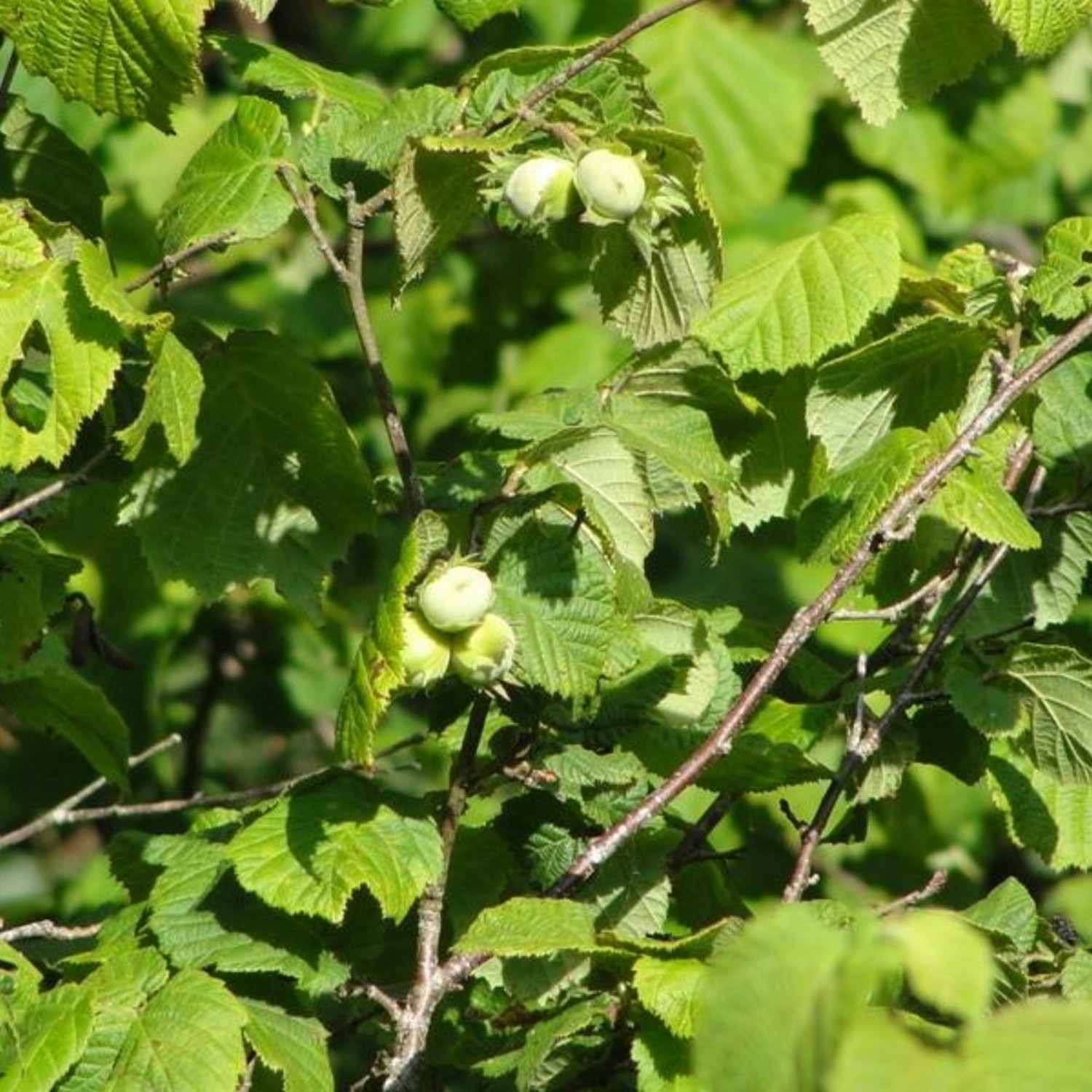 Hazel - Groves Nurseries & Garden Centre