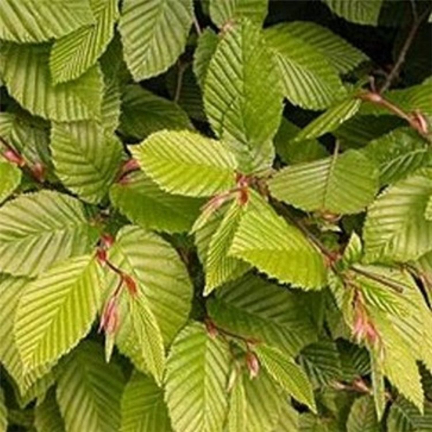 Hornbeam - Groves Nurseries & Garden Centre