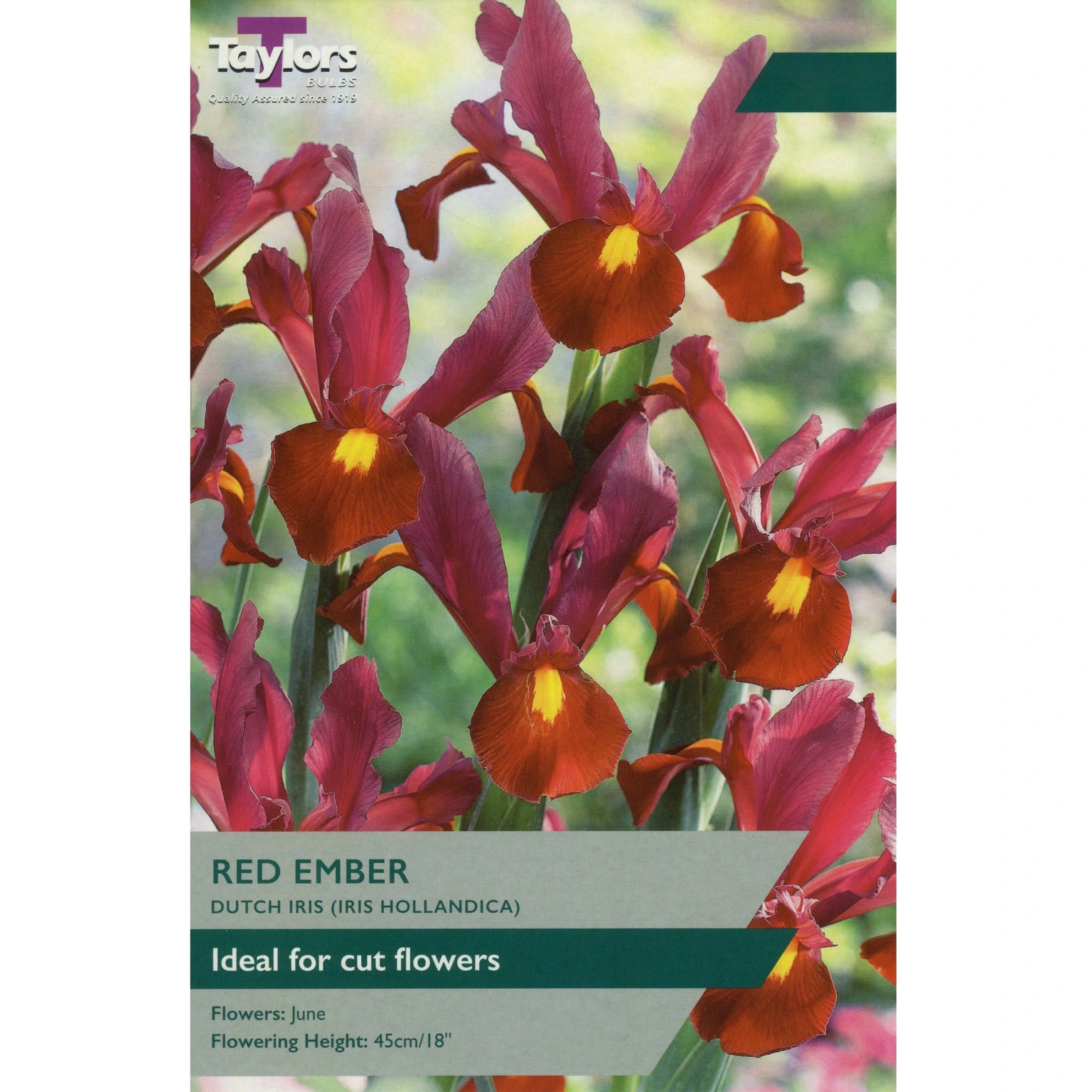 Taylors Iris Hollandica Red Ember - Groves Nurseries & Garden Centre