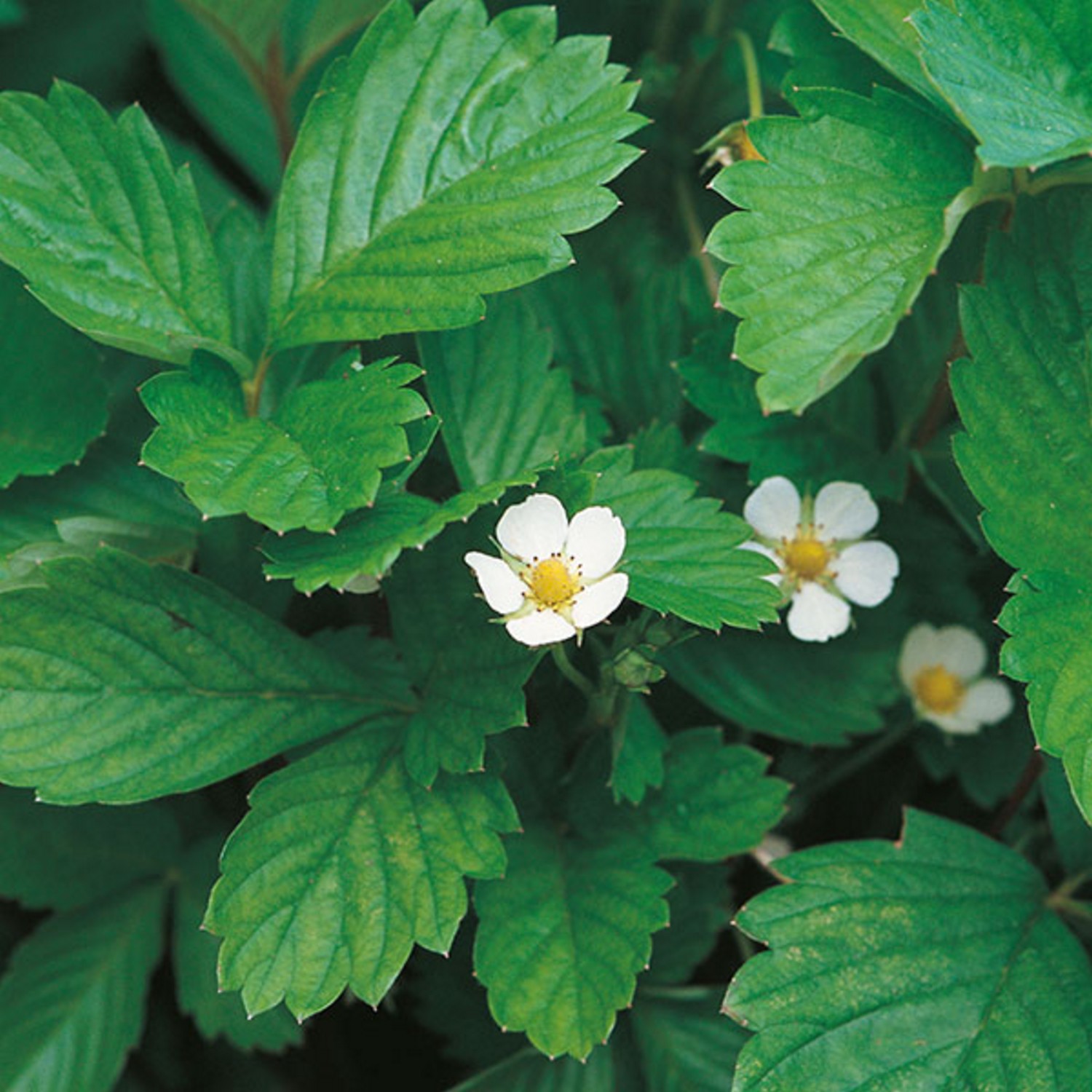 Kings Alpine Strawberry Seeds - Groves Nurseries & Garden Centre