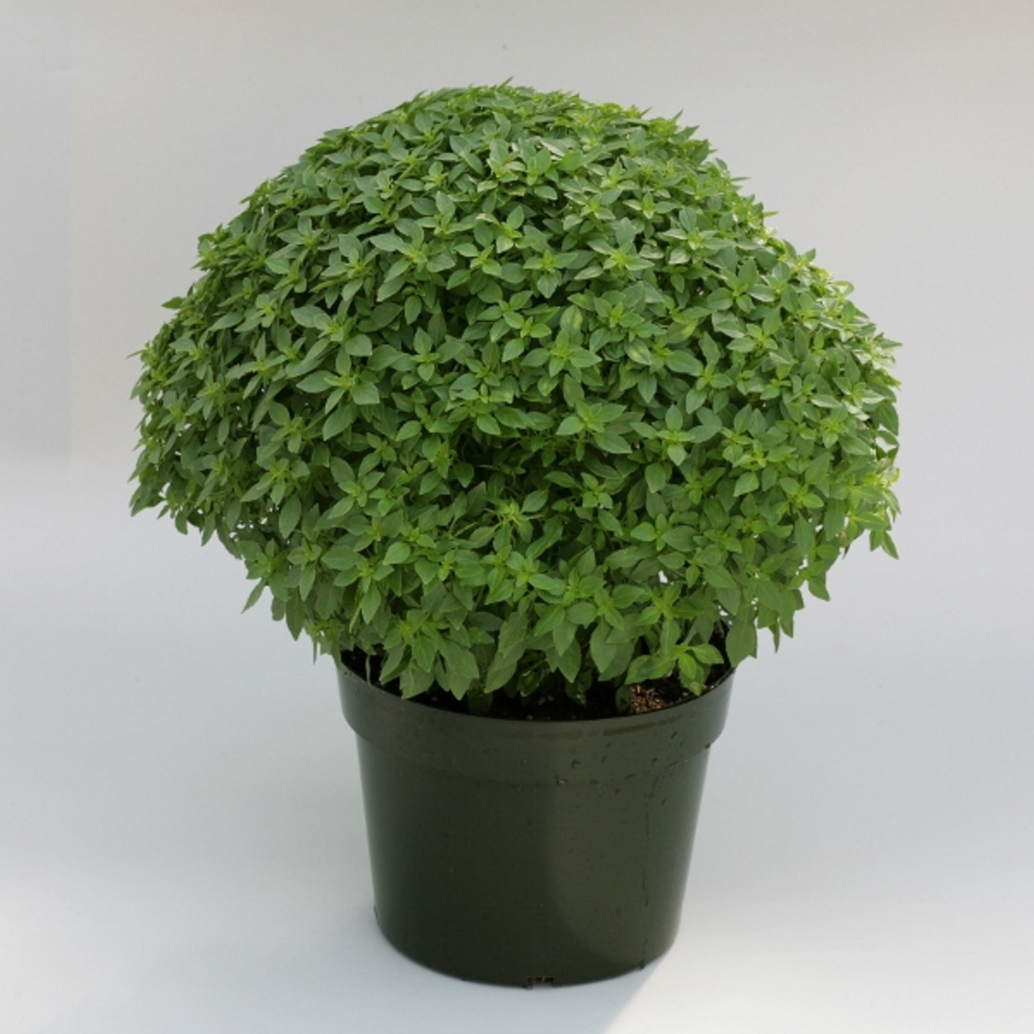 Kings Basil Aristotle Seeds - Groves Nurseries & Garden Centre