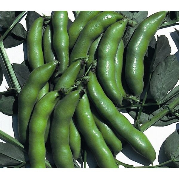 Kings Broad Bean The Sutton (Dwarf) Seeds - Groves Nurseries & Garden ...
