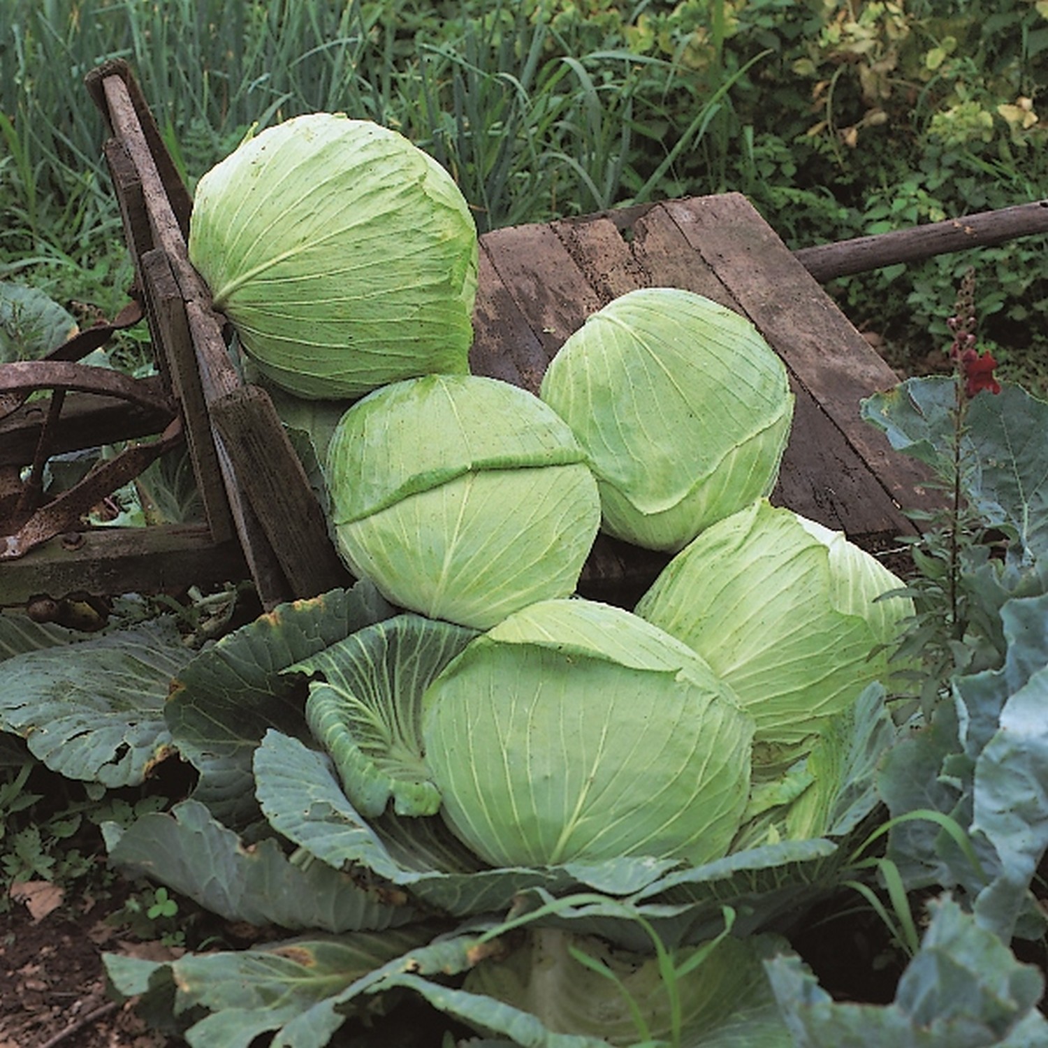 Kings Cabbage Golden Acre Primo 2 Seeds - Groves Nurseries & Garden Centre