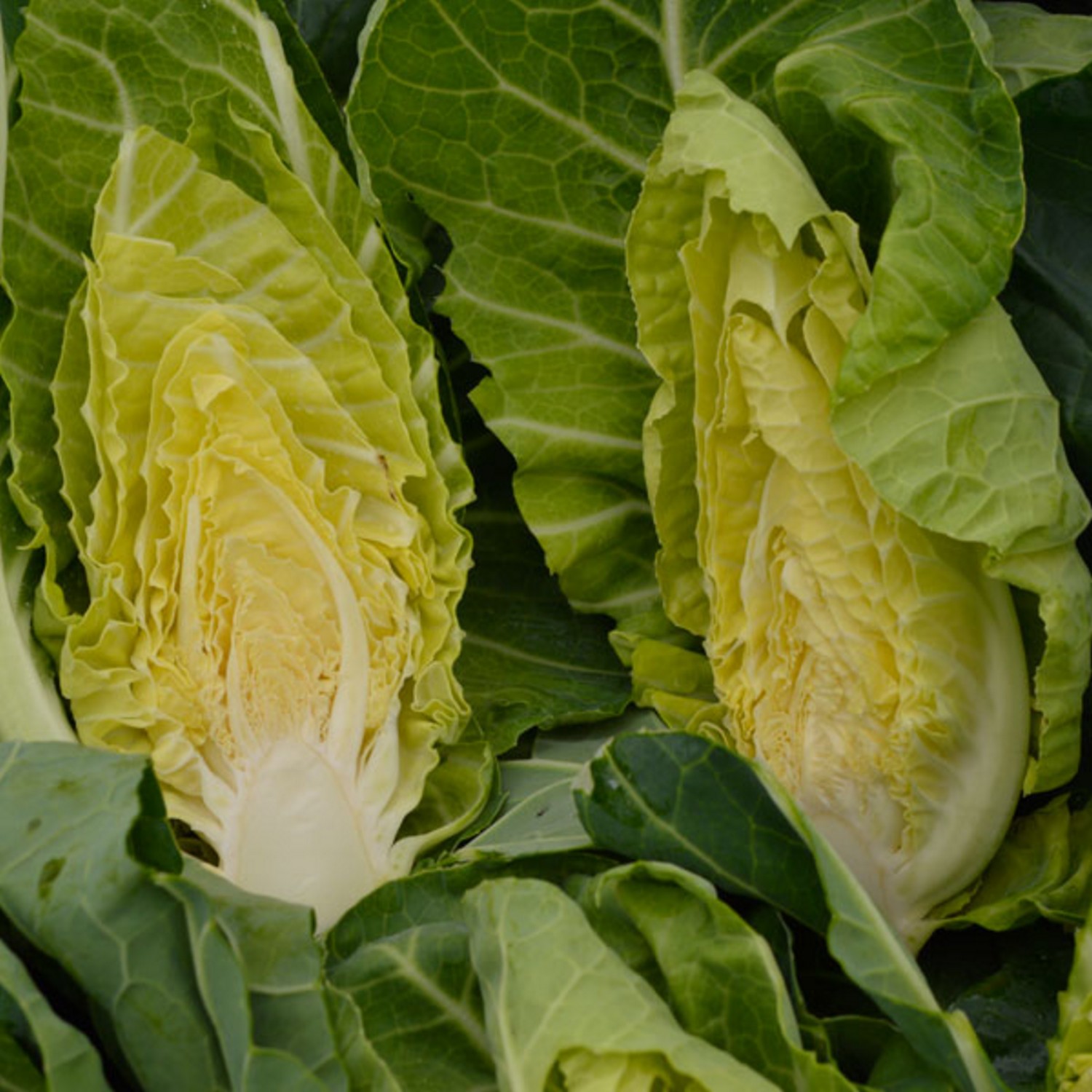 Kings Cabbage (spring greens) Winter Green Seeds - Groves Nurseries ...
