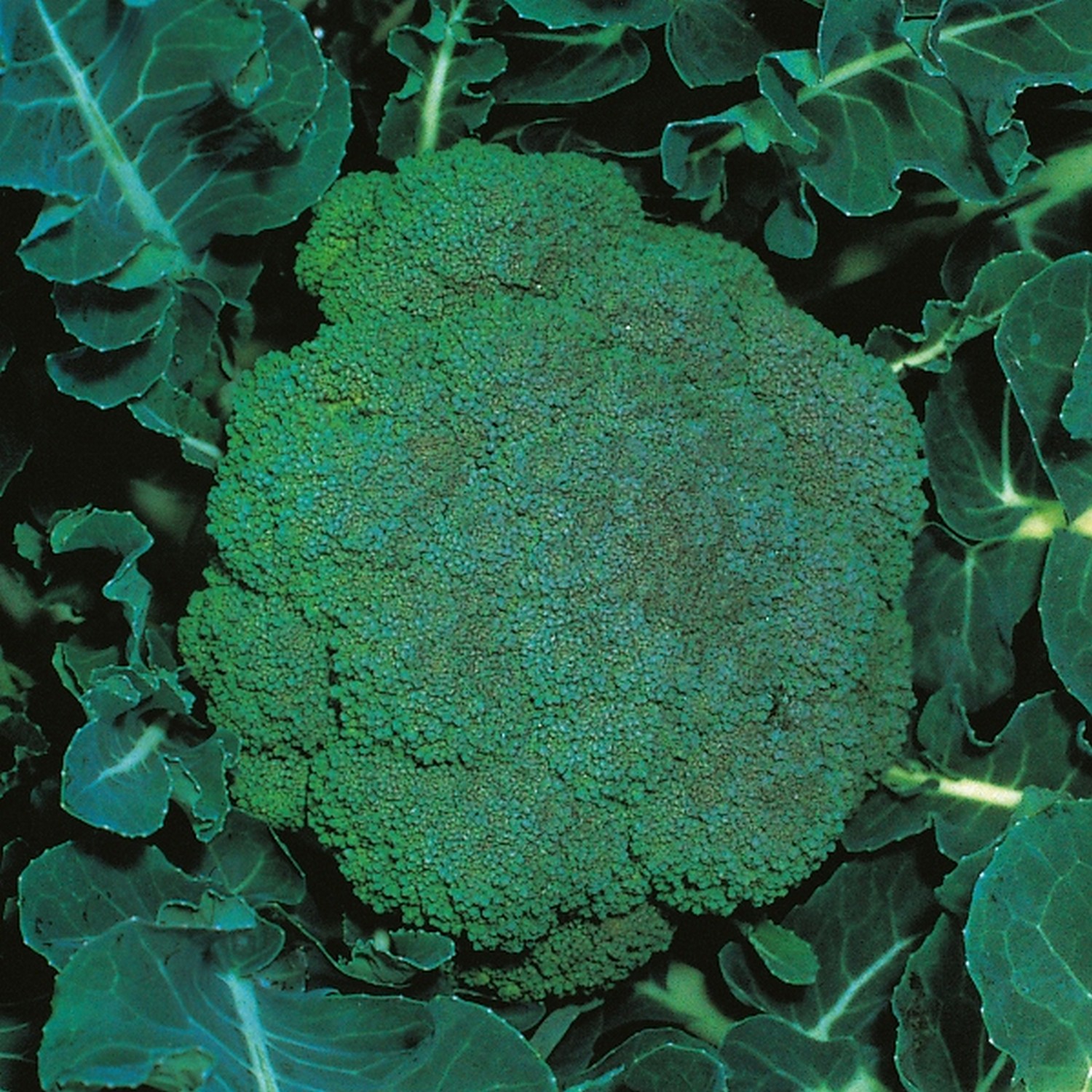 Kings Calabrese Marathon F1 Seeds - Groves Nurseries & Garden Centre