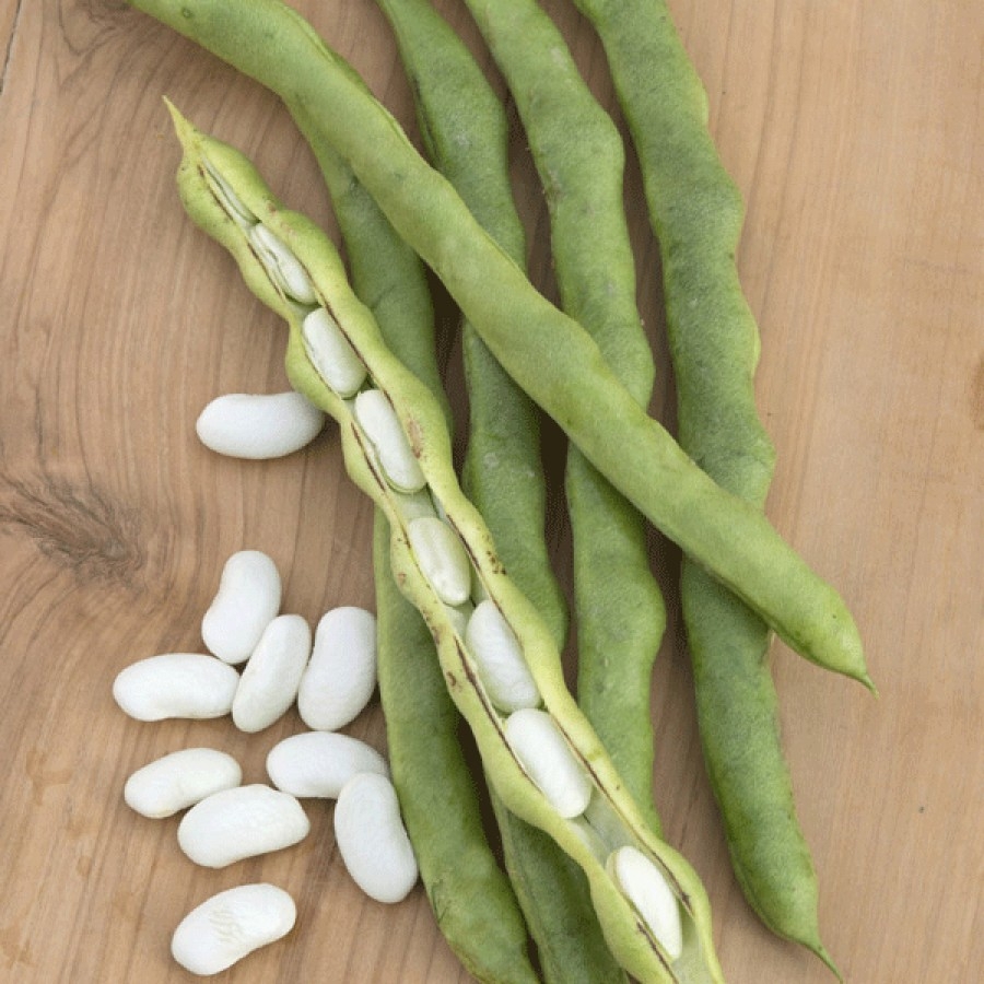 Kings Climbing French Bean Lazy Housewife Seeds - Groves Nurseries ...