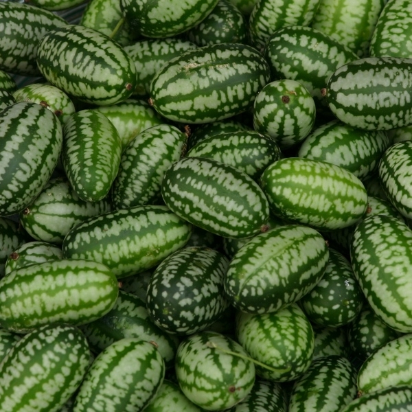 Kings Cucumber Cucamelon Seeds - Groves Nurseries & Garden Centre