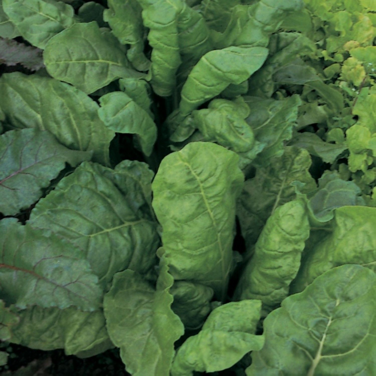Kings Leaf Beet Perpetual Spinach Seeds - Groves Nurseries & Garden Centre