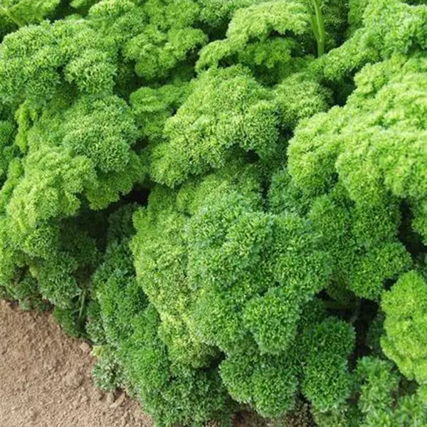 Kings Parsley Grune Perle Seeds - Groves Nurseries & Garden Centre