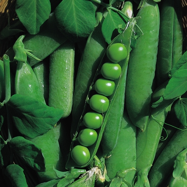 Kings Pea Early Onward Seeds - Groves Nurseries & Garden Centre