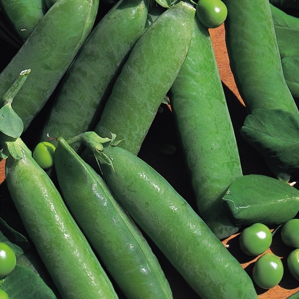 Kings Pea Onward Seeds - Groves Nurseries & Garden Centre