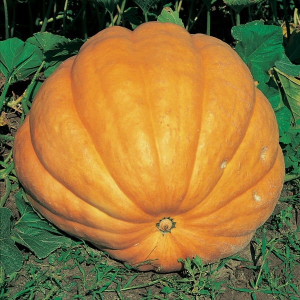 Kings Pumpkin Dills Atlantic Giant Seeds - Groves Nurseries & Garden Centre