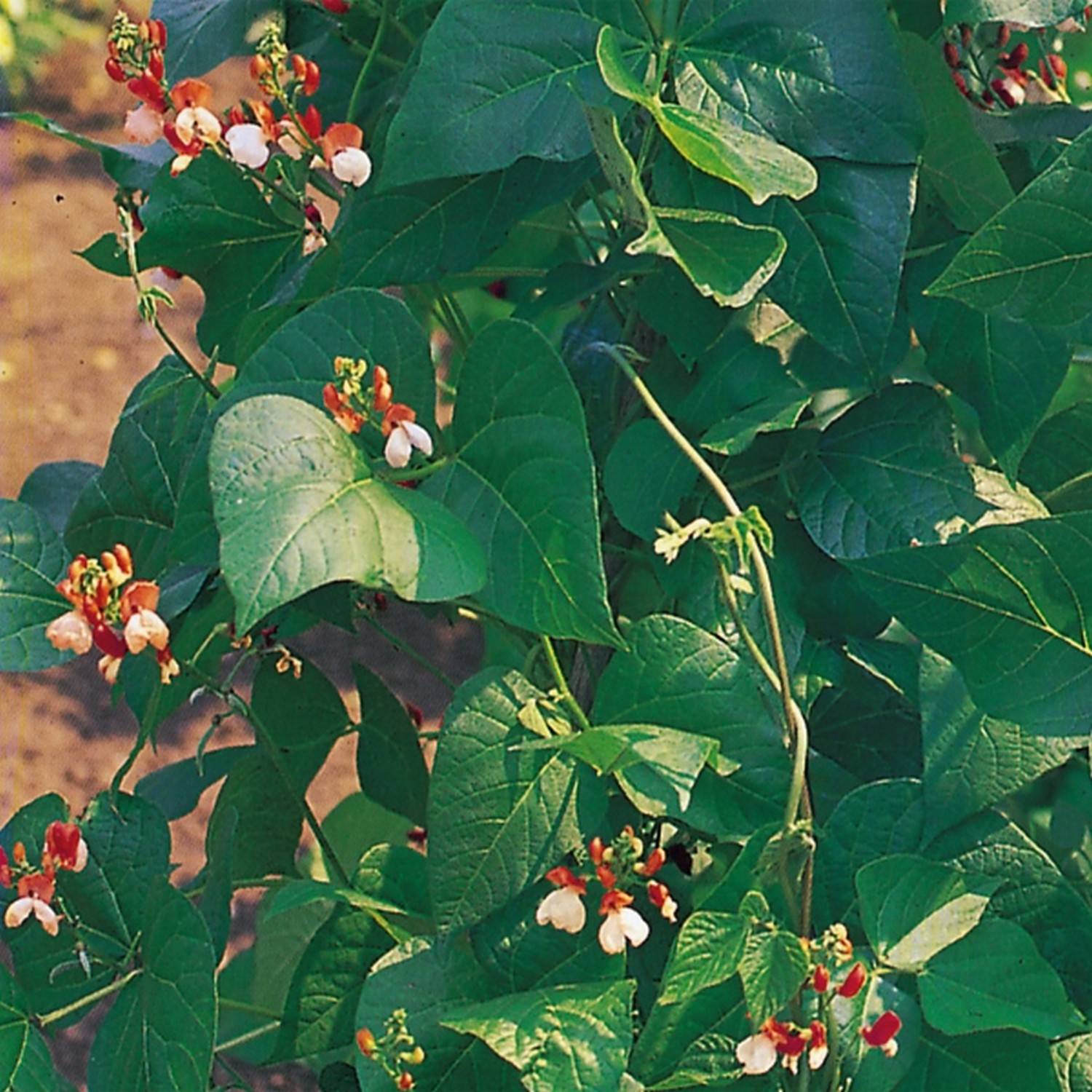 Kings Runner Bean Painted Lady Seeds - Groves Nurseries & Garden Centre