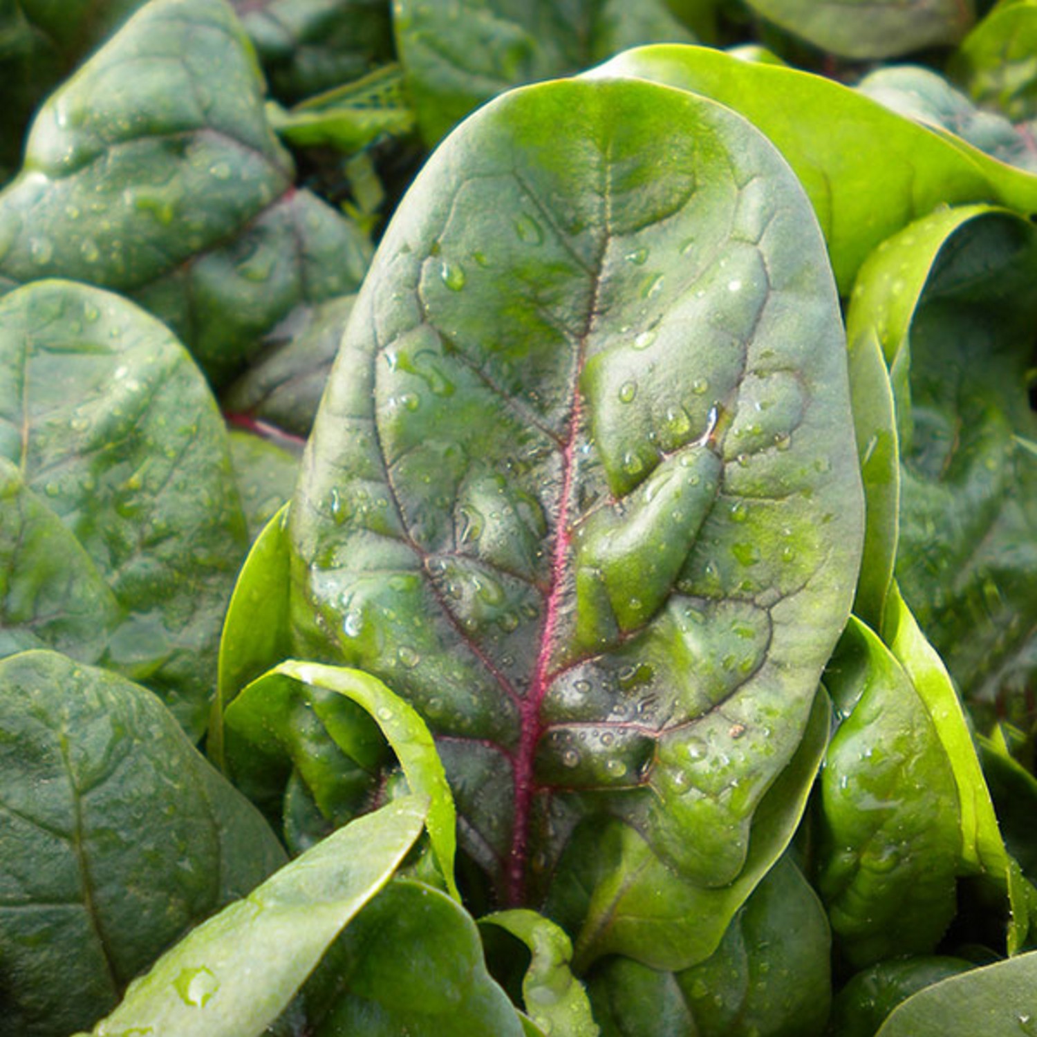 Kings Spinach Red Kitten Seeds - Groves Nurseries & Garden Centre