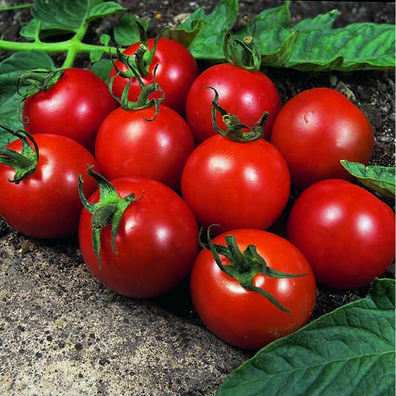 Kings Tomato Alicante RHS AGM Seeds - Groves Nurseries & Garden Centre