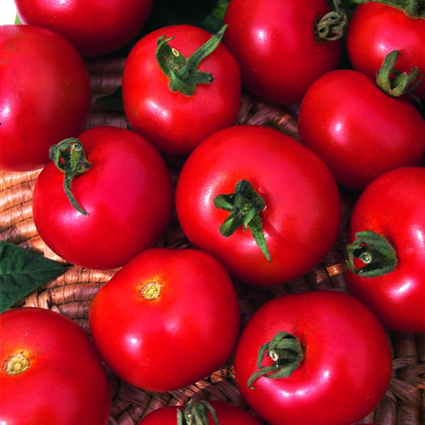 Kings Tomato Moneymaker Seeds - Groves Nurseries & Garden Centre