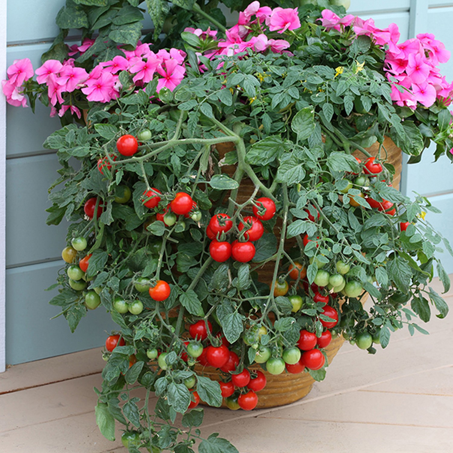 Kings Tomato Tumbling Tom Red Seeds - Groves Nurseries & Garden Centre