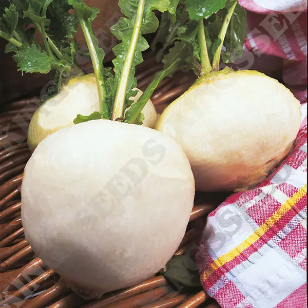 Kings Turnip Snowball Seeds - Groves Nurseries & Garden Centre