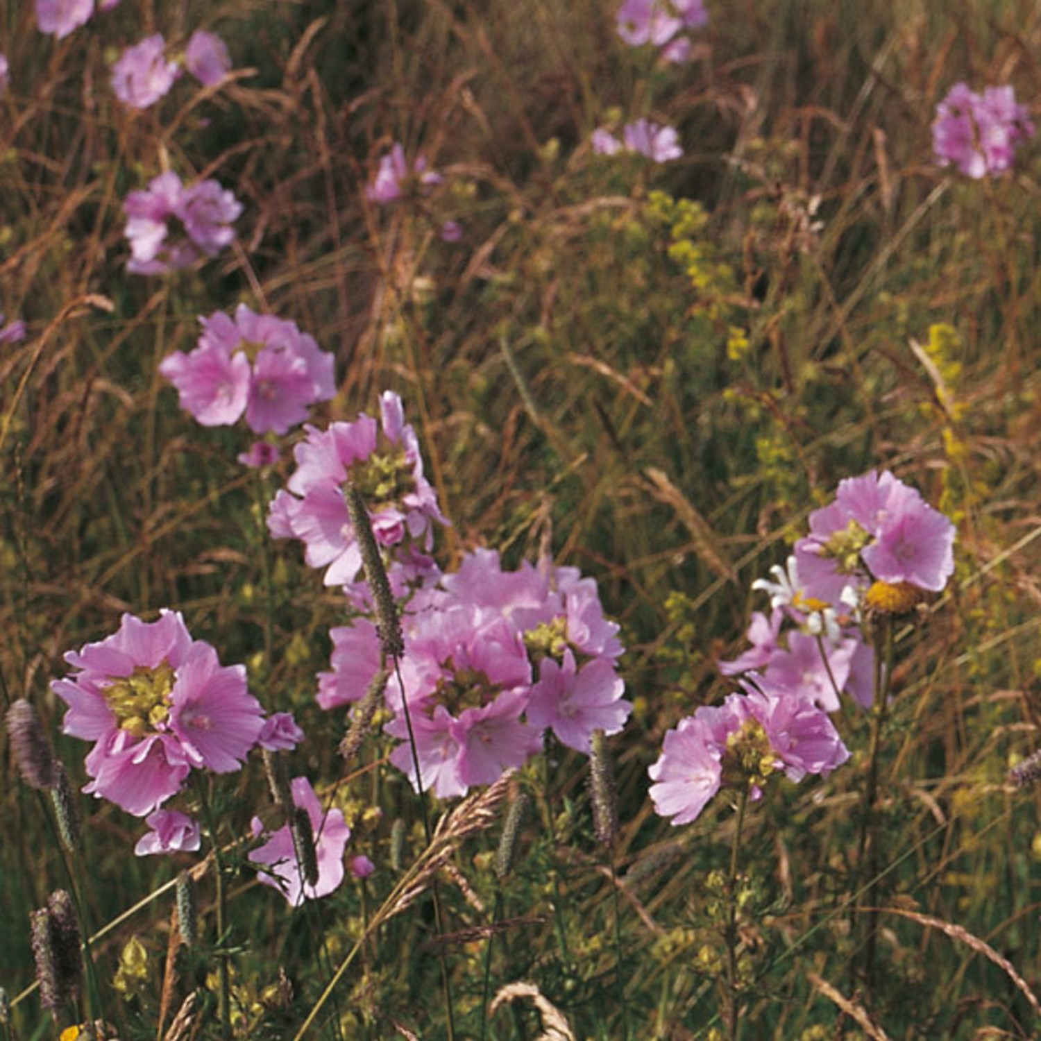 Wild Flower Musk Mallow - Groves Nurseries & Garden Centre
