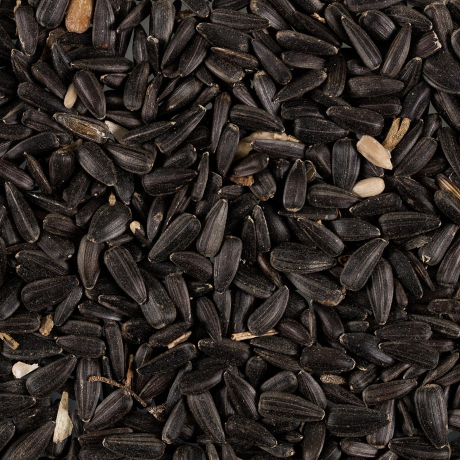 Black Sunflower Seed Loose price per KG - Groves Nurseries & Garden Centre