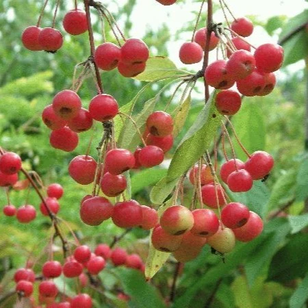 Malus Sun Rival - Groves Nurseries & Garden Centre