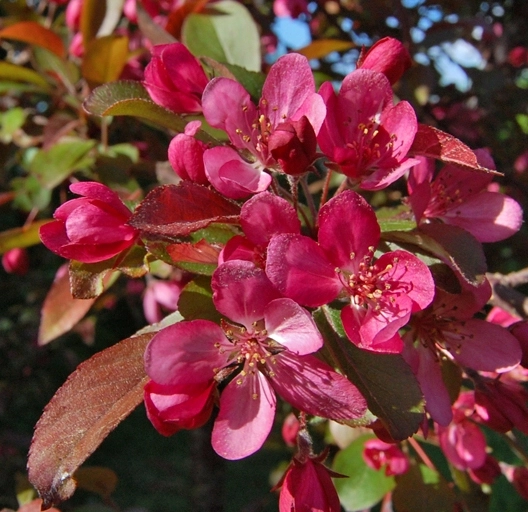Malus toringo 'Freja' - Groves Nurseries & Garden Centre