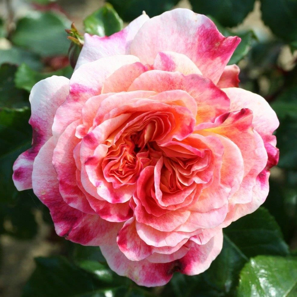 Patio Rose Designer Sunset - Groves Nurseries & Garden Centre