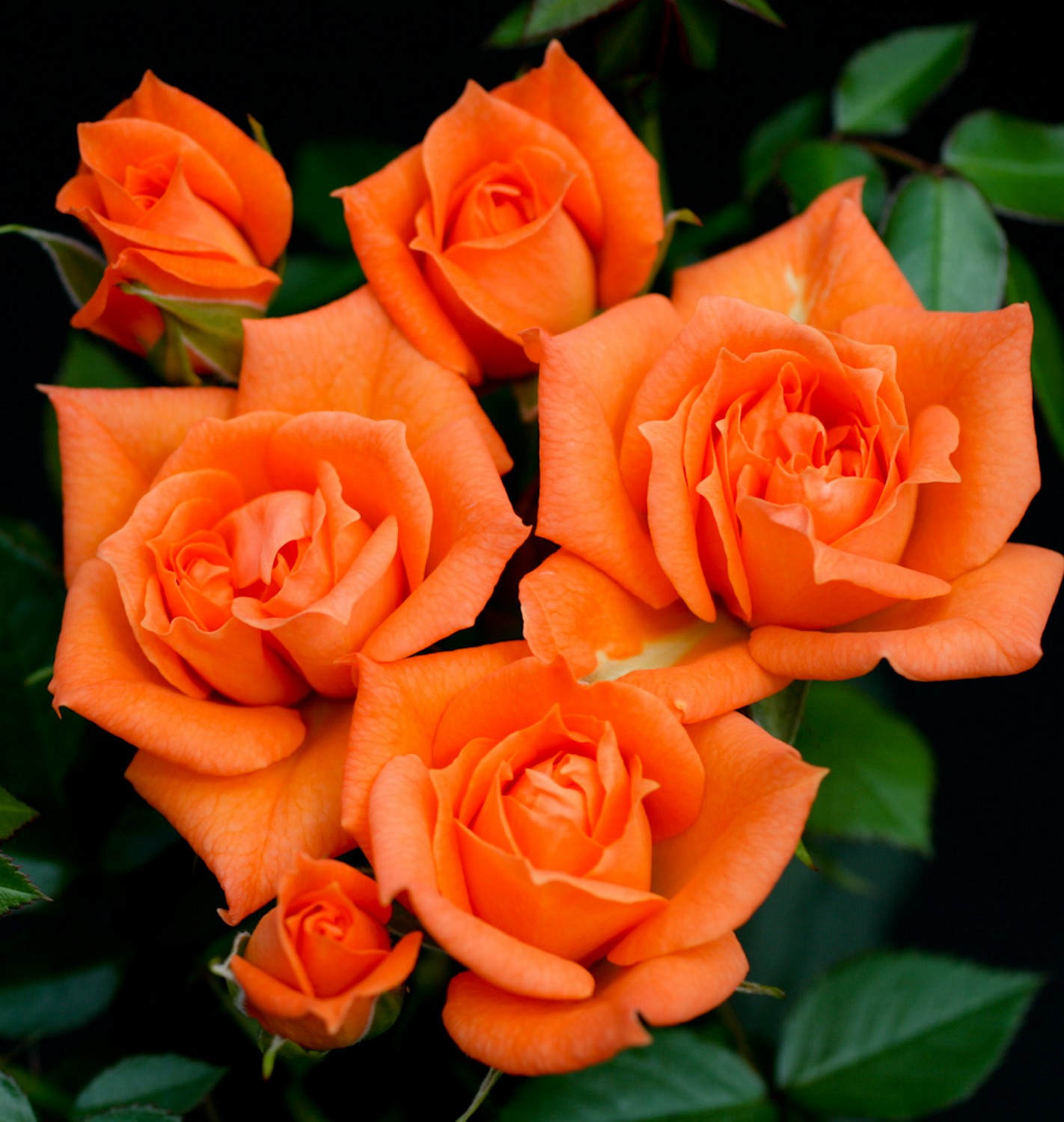 Patio Rose Wildfire - Groves Nurseries & Garden Centre