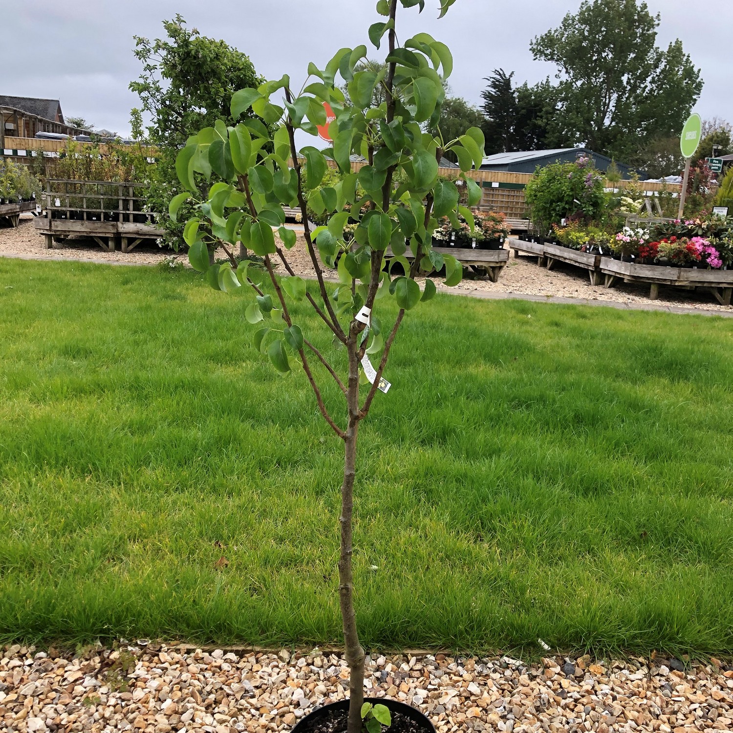 Pear Conference, QE rootstock - Groves Nurseries & Garden Centre