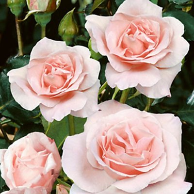 Roses - Groves Nurseries & Garden Centre