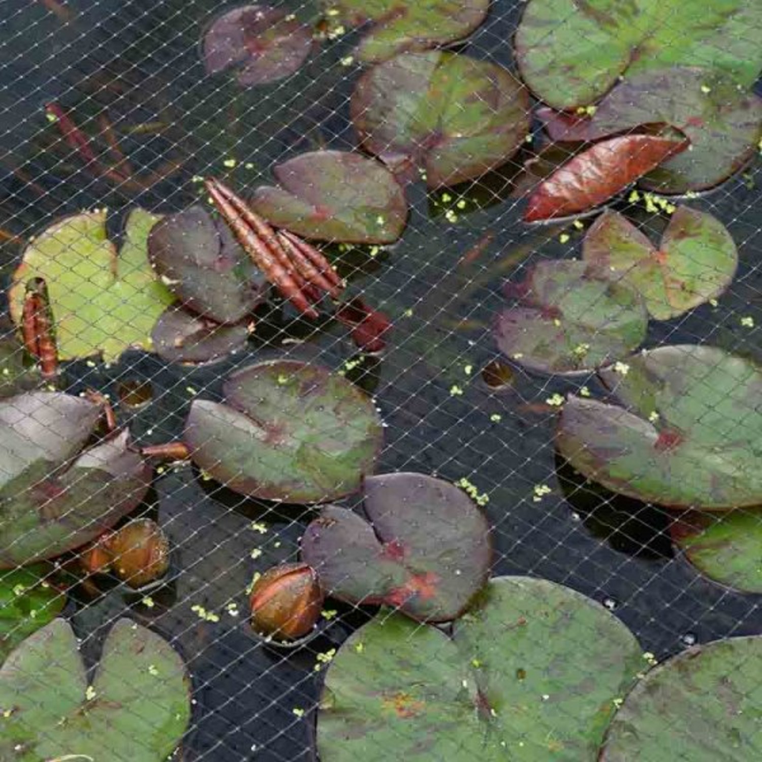Pond Netting 2m x 5m - Groves Nurseries & Garden Centre